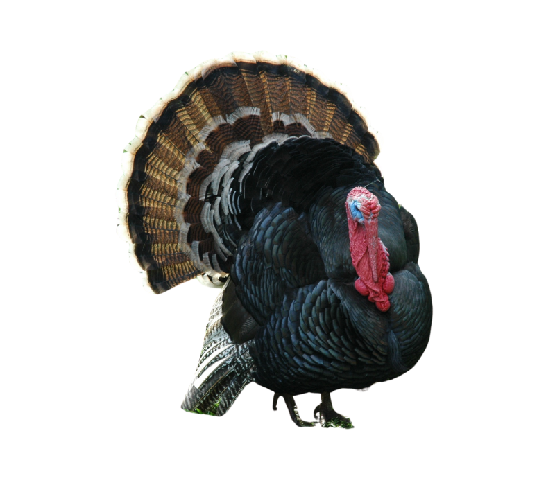 Turkey (Local breeds) | Farmers Marketplace